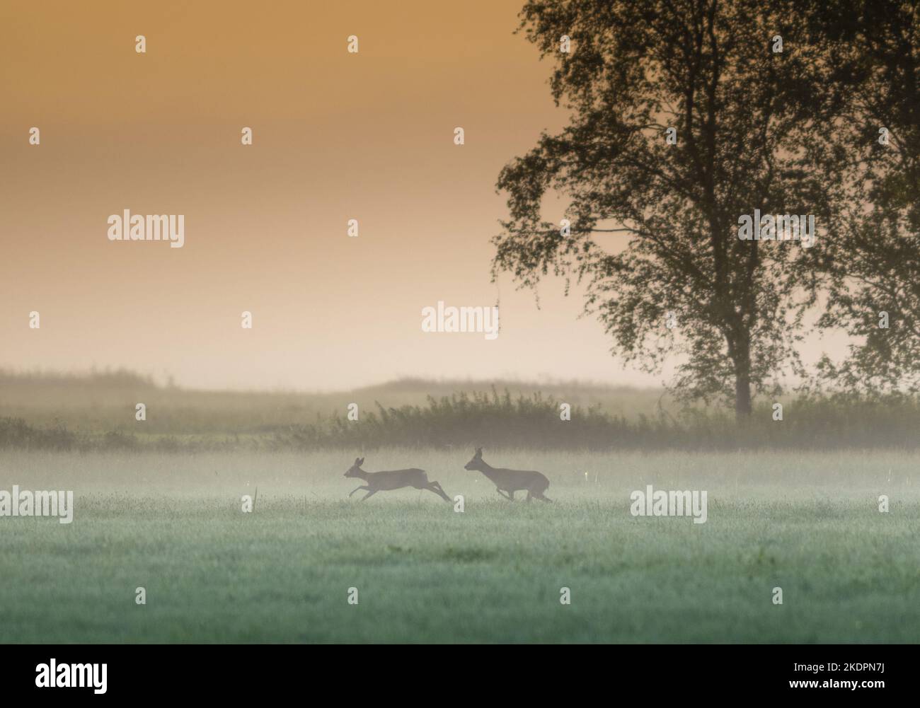 Two stags running hi-res stock photography and images - Alamy