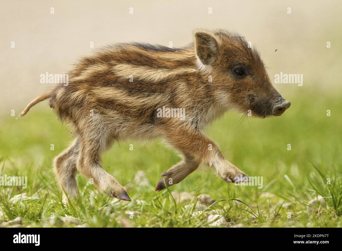 running Wild Boar Piglet Stock Photo - Alamy