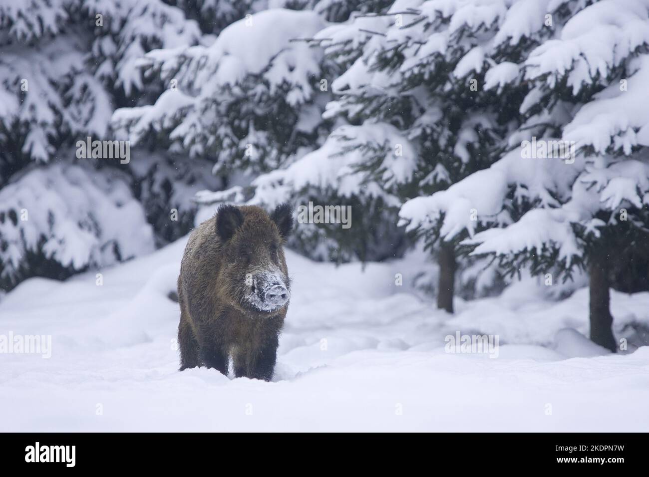 standing Wild Boar Stock Photo - Alamy