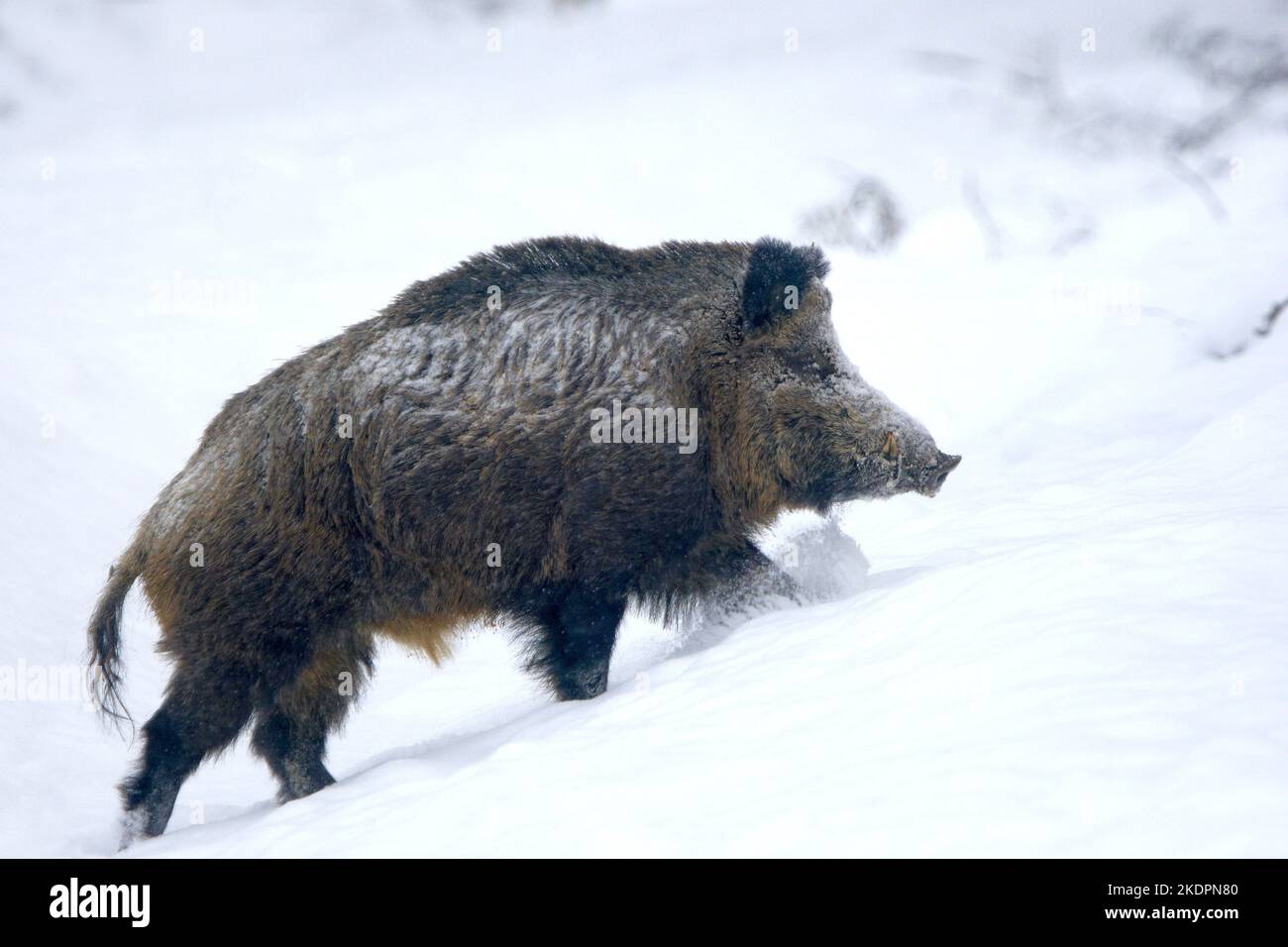running Wild Boar Stock Photo - Alamy