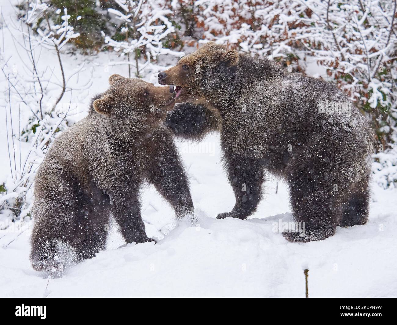 Brown bear standing branch hi-res stock photography and images - Alamy