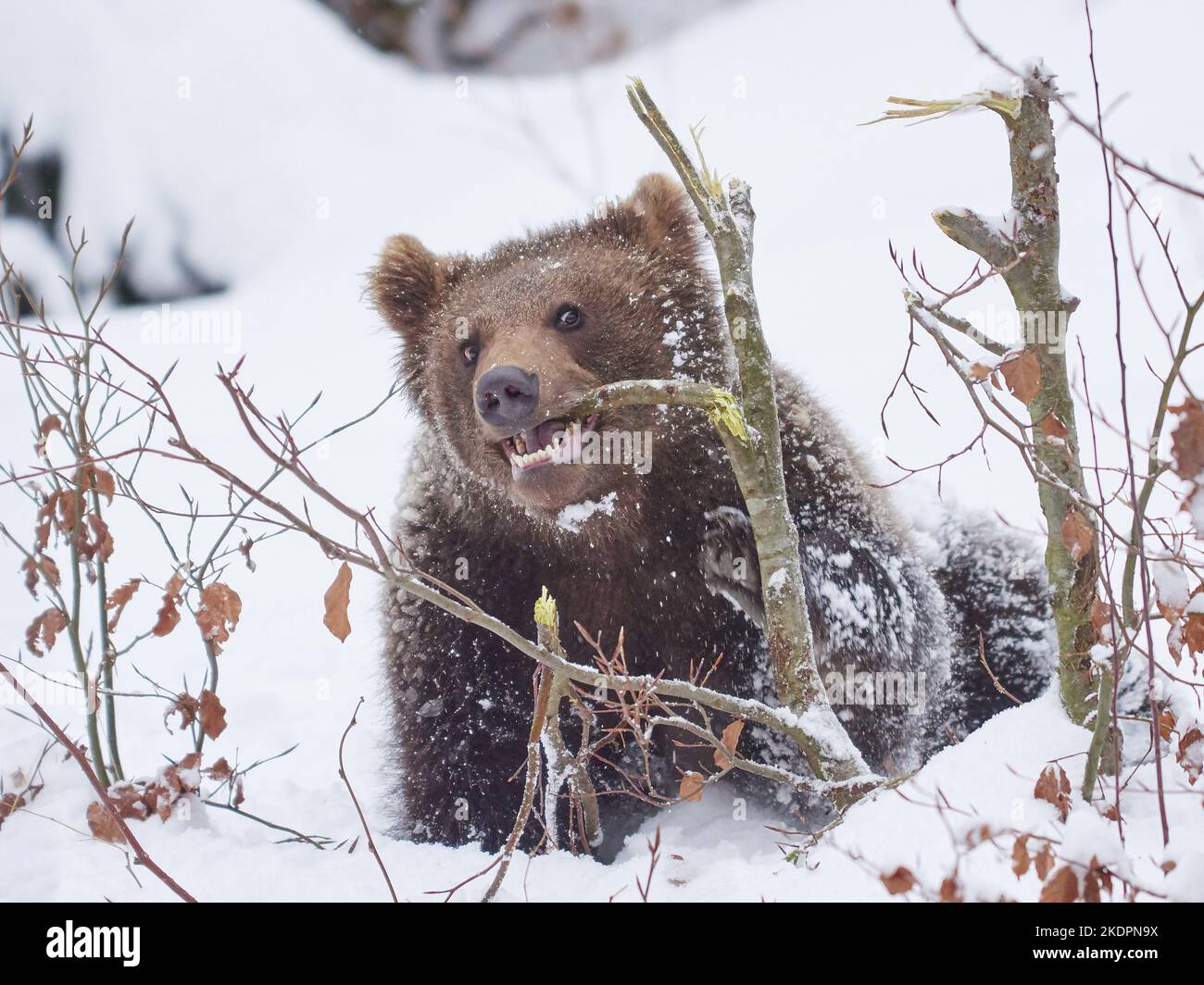 Bear nibbles hi-res stock photography and images - Alamy