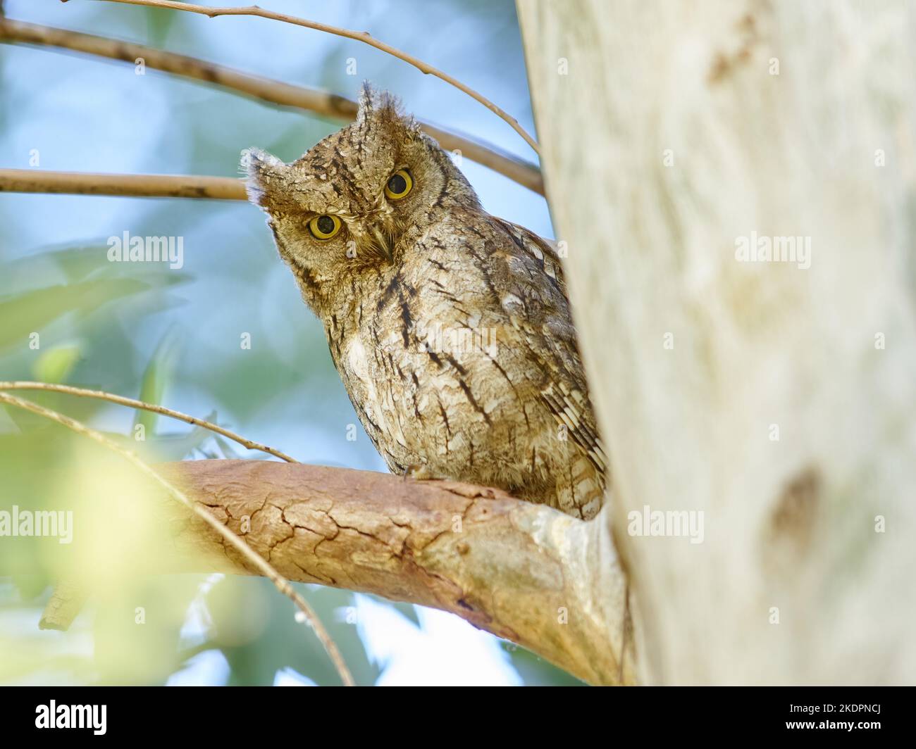 sitting Scops Owl Stock Photo - Alamy