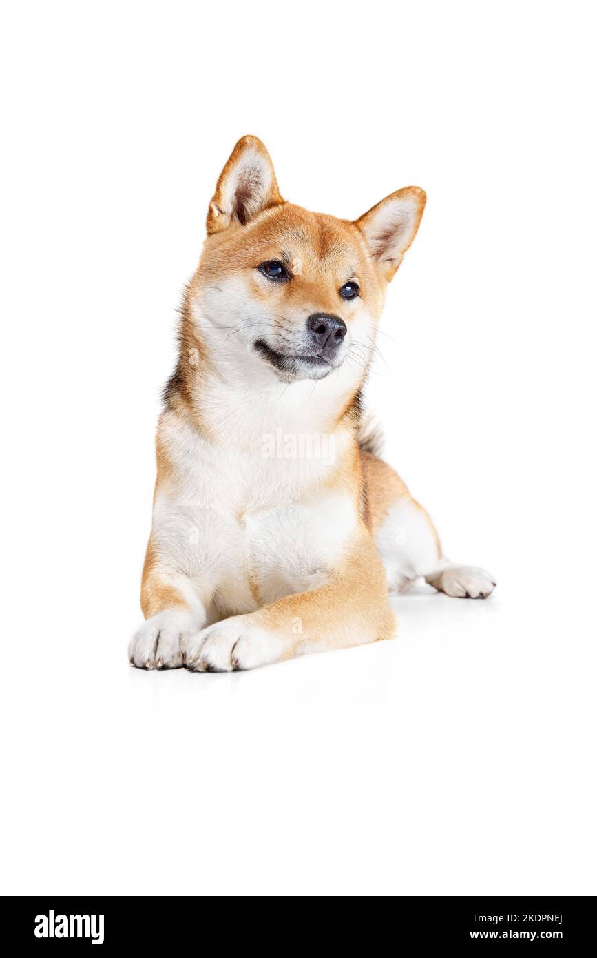 Beautiful dog vet shiba inu hi-res stock photography and images - Alamy