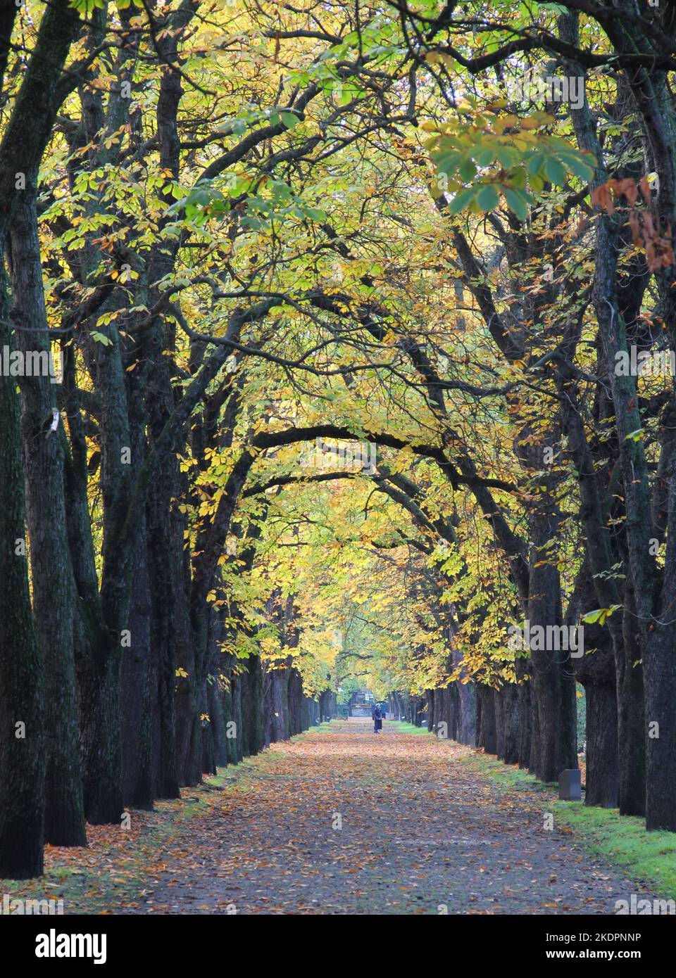 A tree lined road hi-res stock photography and images - Alamy