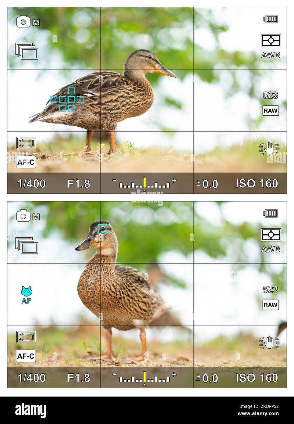 Eye af Cut Out Stock Images & Pictures - Alamy