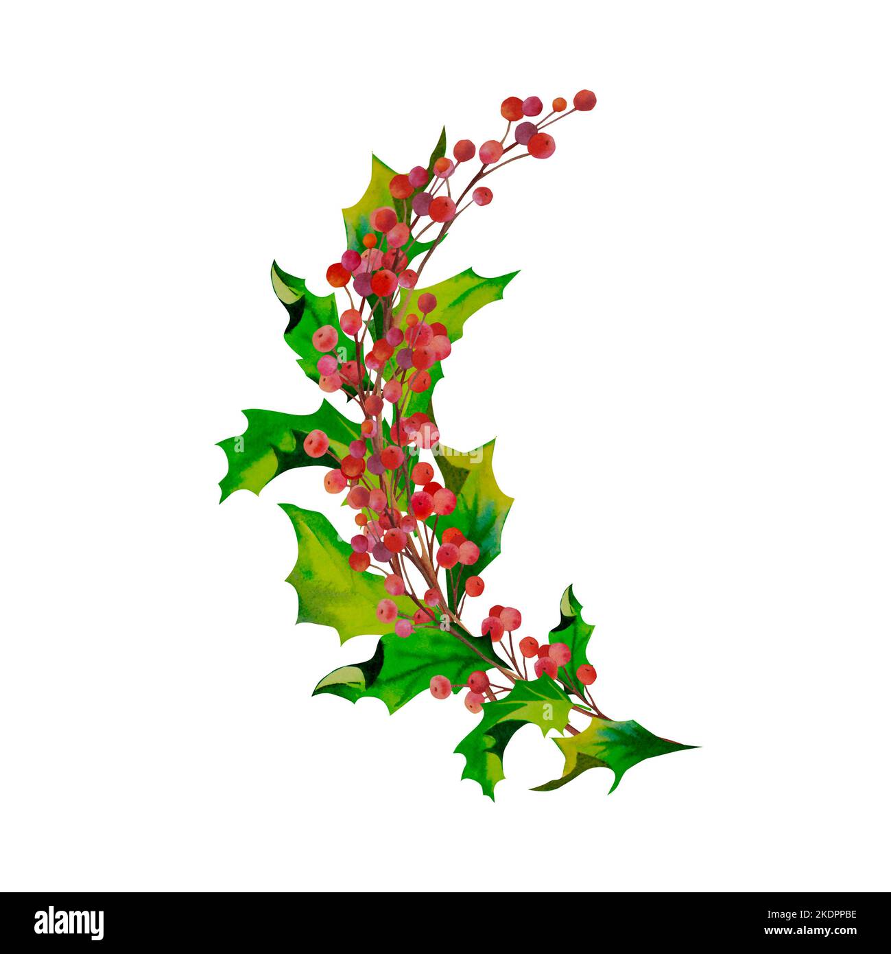A branch of mistletoe. Christmas. New Year. Watercolor illustration ...
