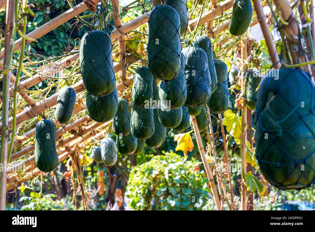 Black skinned wax gourd hi-res stock photography and images - Alamy