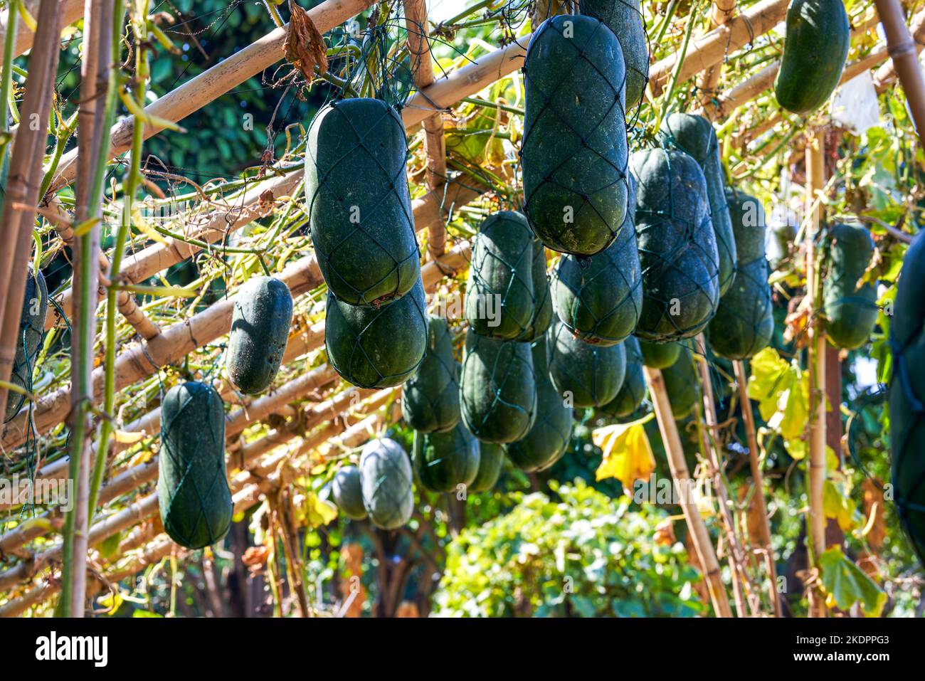 Close-up of big winter melon growing in the melon shed on the farm ...
