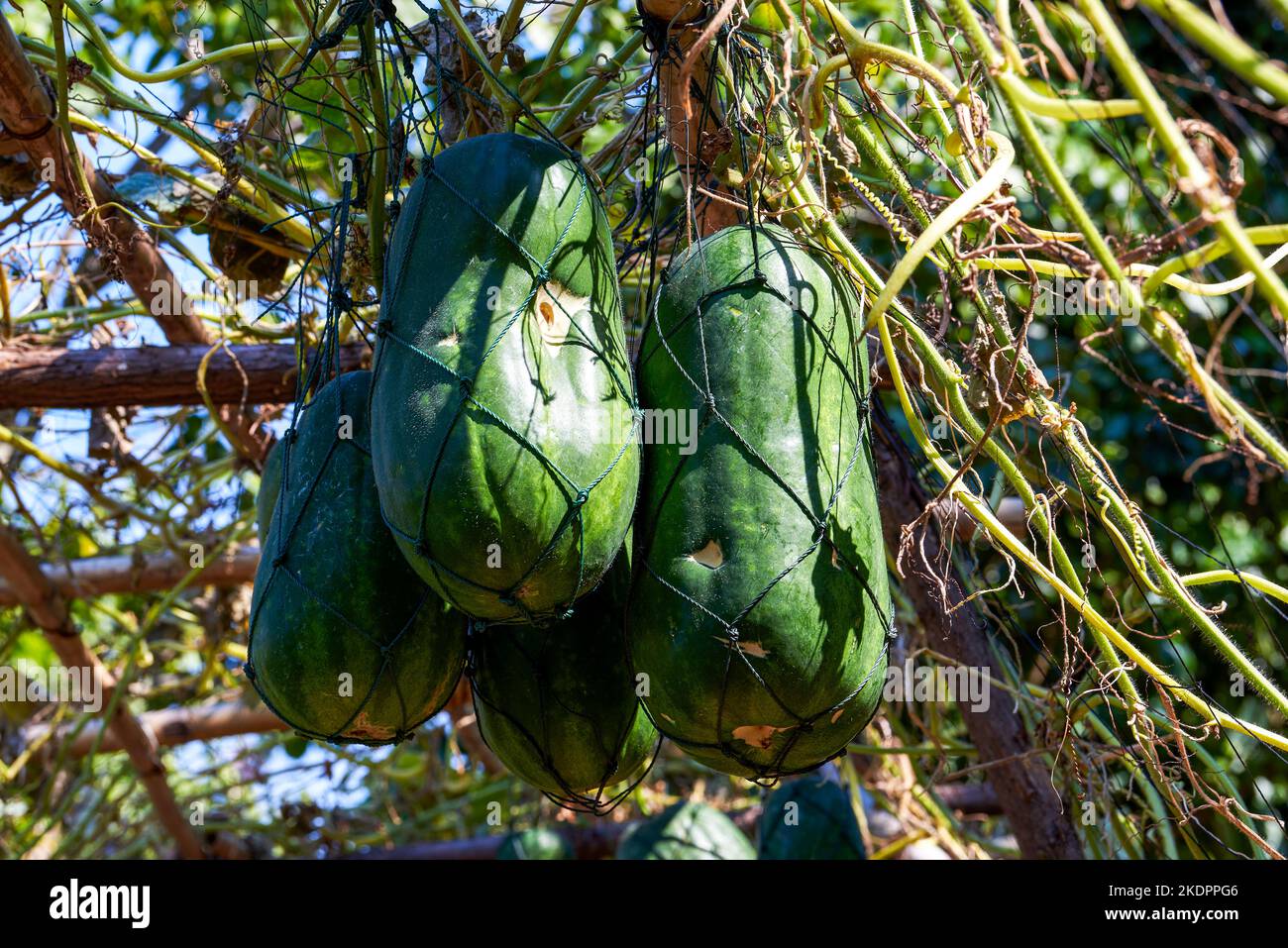 Close-up of big winter melon growing in the melon shed on the farm ...