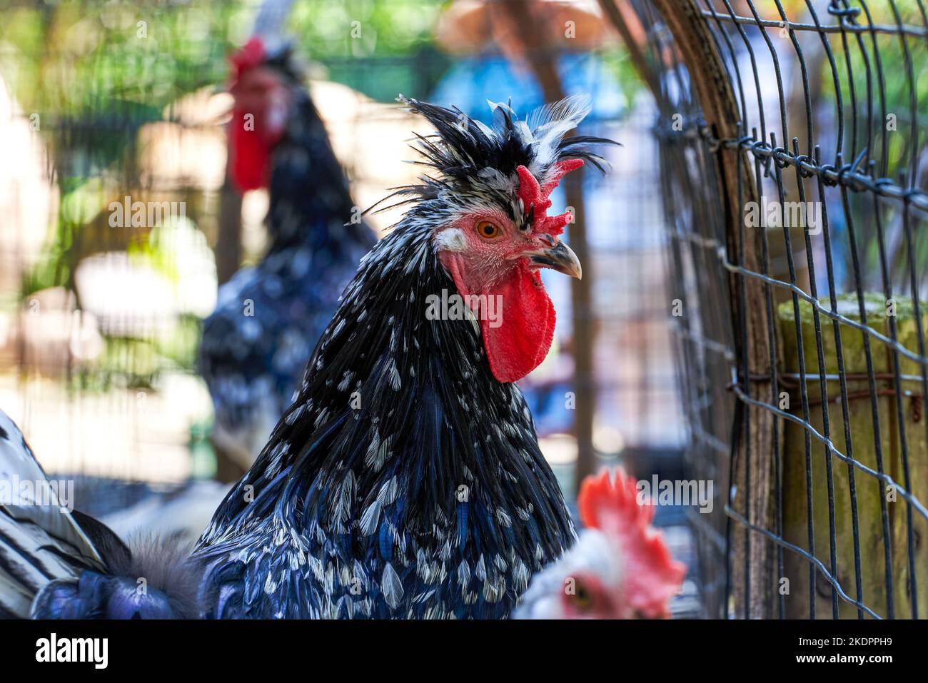 Lively white feather chicken close-up on farm Stock Photo - Alamy