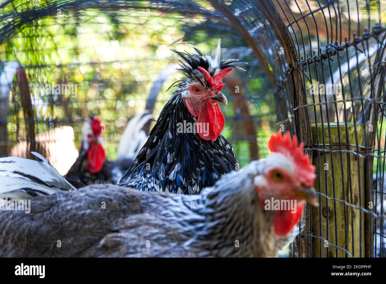 Lively white feather chicken close-up on farm Stock Photo - Alamy