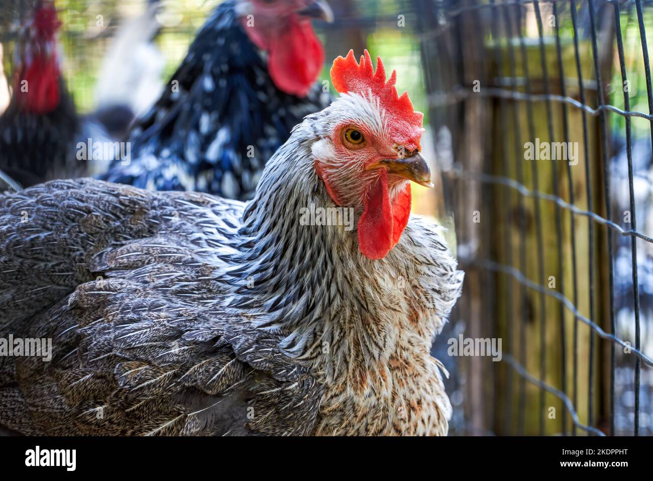 Prairie chicken close up hi-res stock photography and images - Alamy