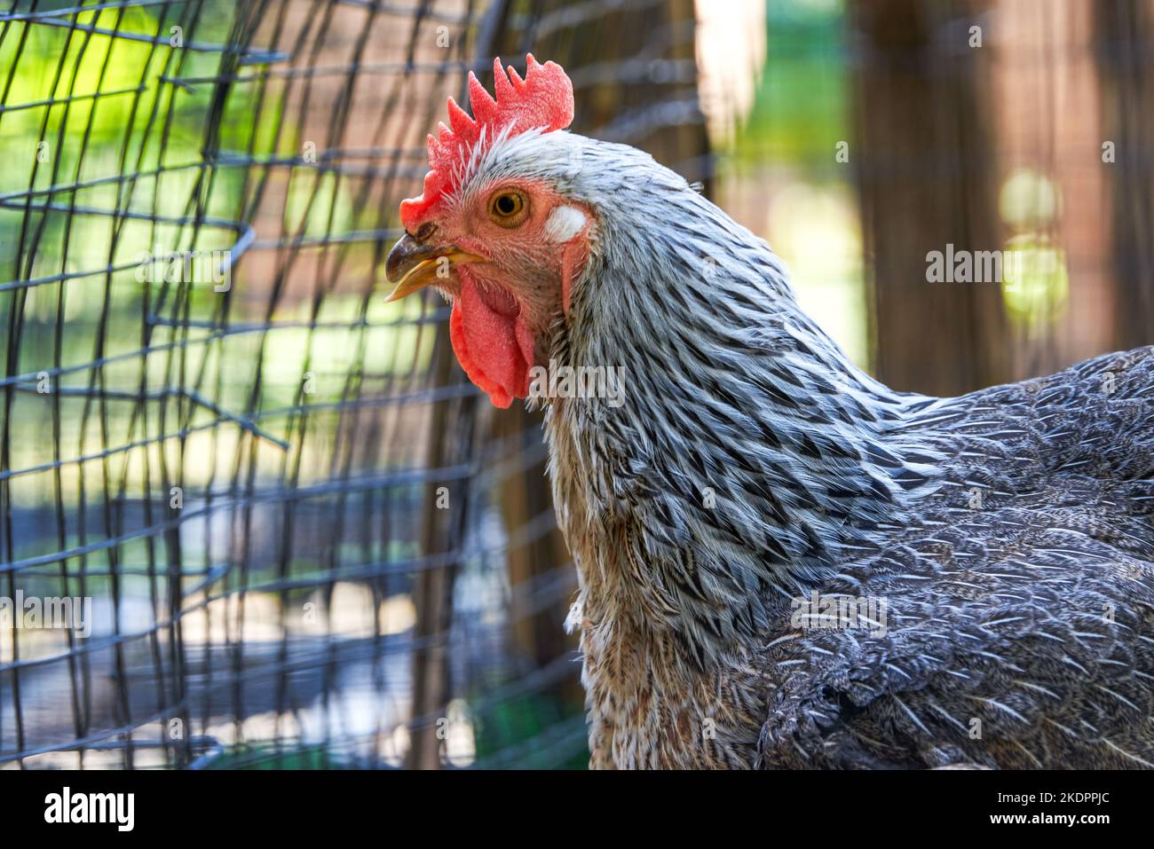 Lively white feather chicken close-up on farm Stock Photo - Alamy