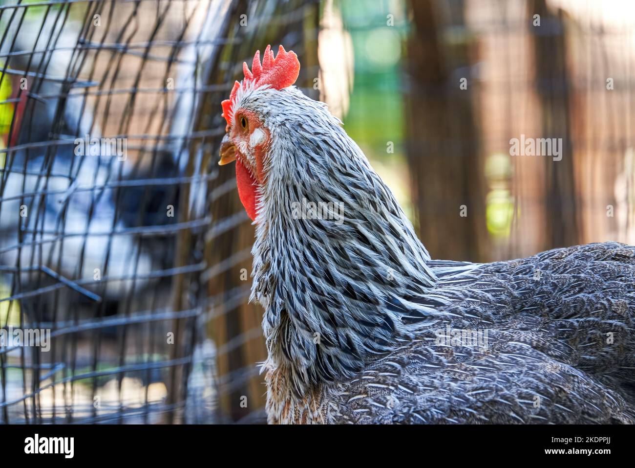 Lively white feather chicken close-up on farm Stock Photo - Alamy
