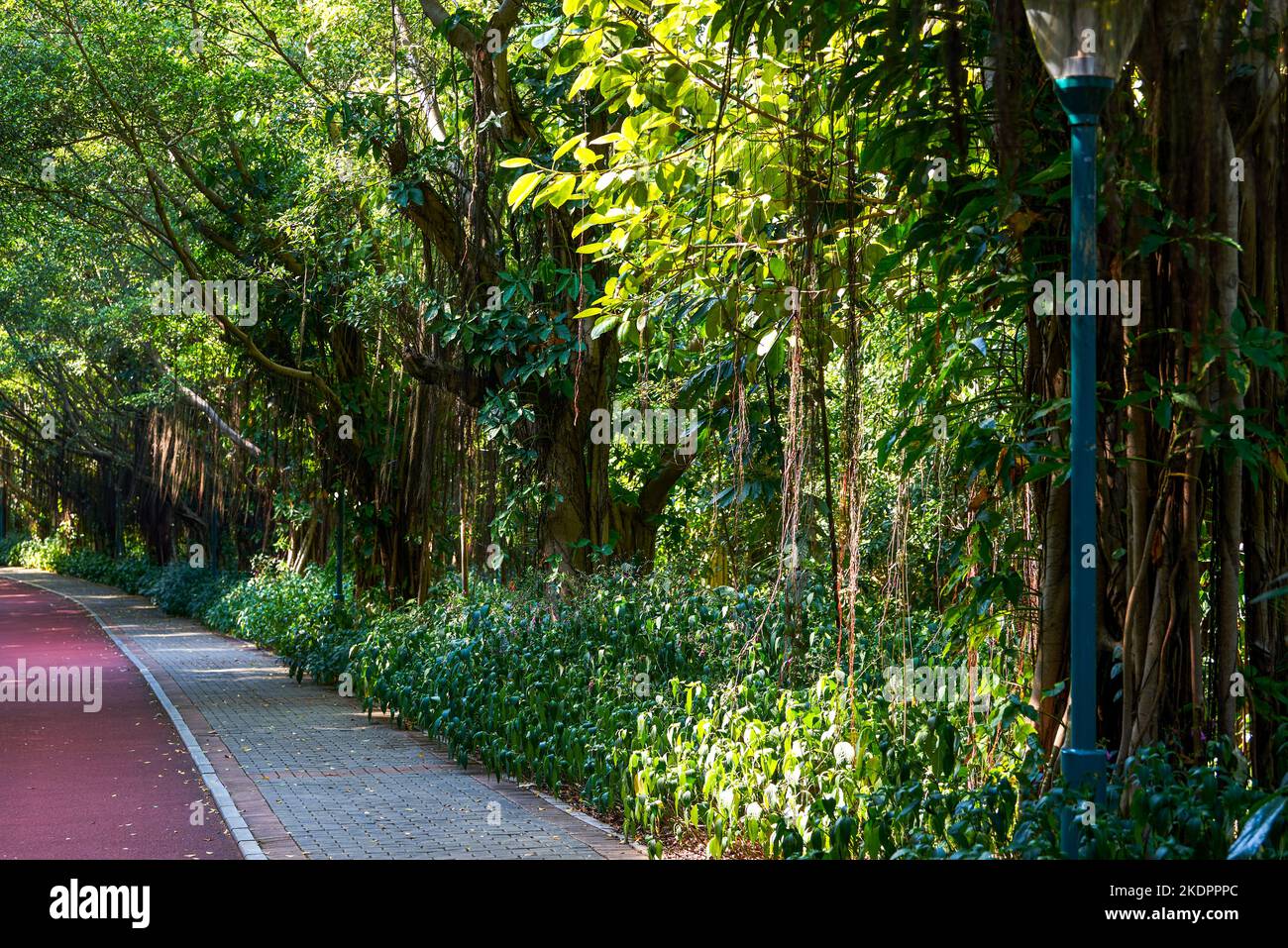 Uphill road in forest park Stock Photo - Alamy