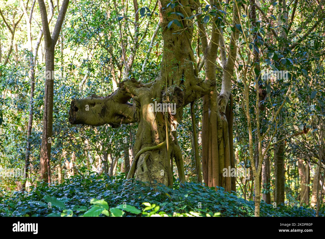 Banyan tree outdoor scene hi-res stock photography and images - Alamy