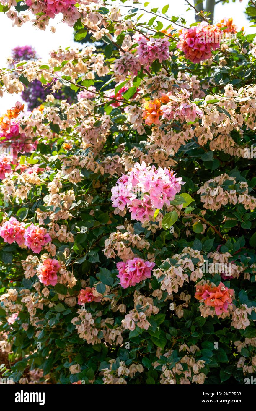 Close-up of beautiful blooming Bougainvillea bougainvillea flowers in ...