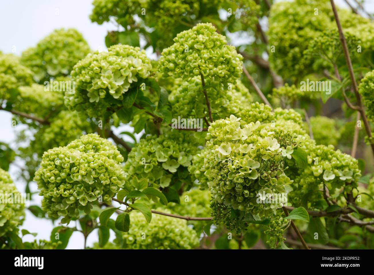 Viburnum macrocephalum 'Sterile' Chinese snowball 'Sterile', snowball ...
