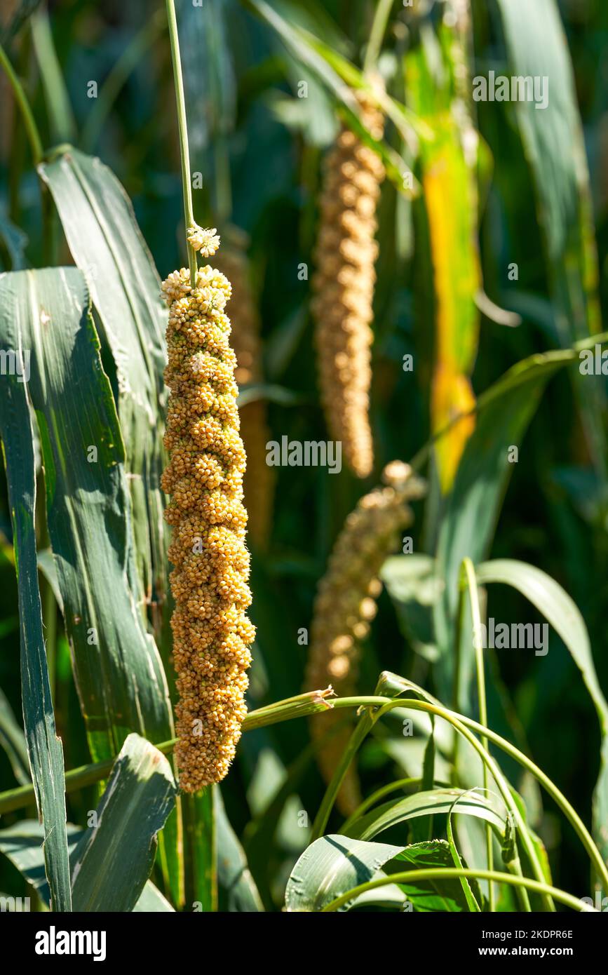 Close-up of ears of yellow millet growing in the farm Stock Photo - Alamy