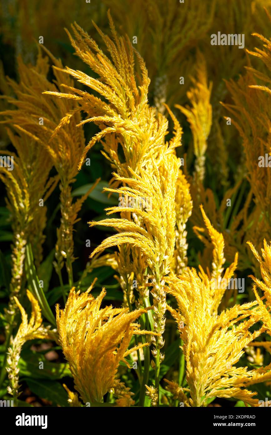 Purple small reed hi-res stock photography and images - Alamy