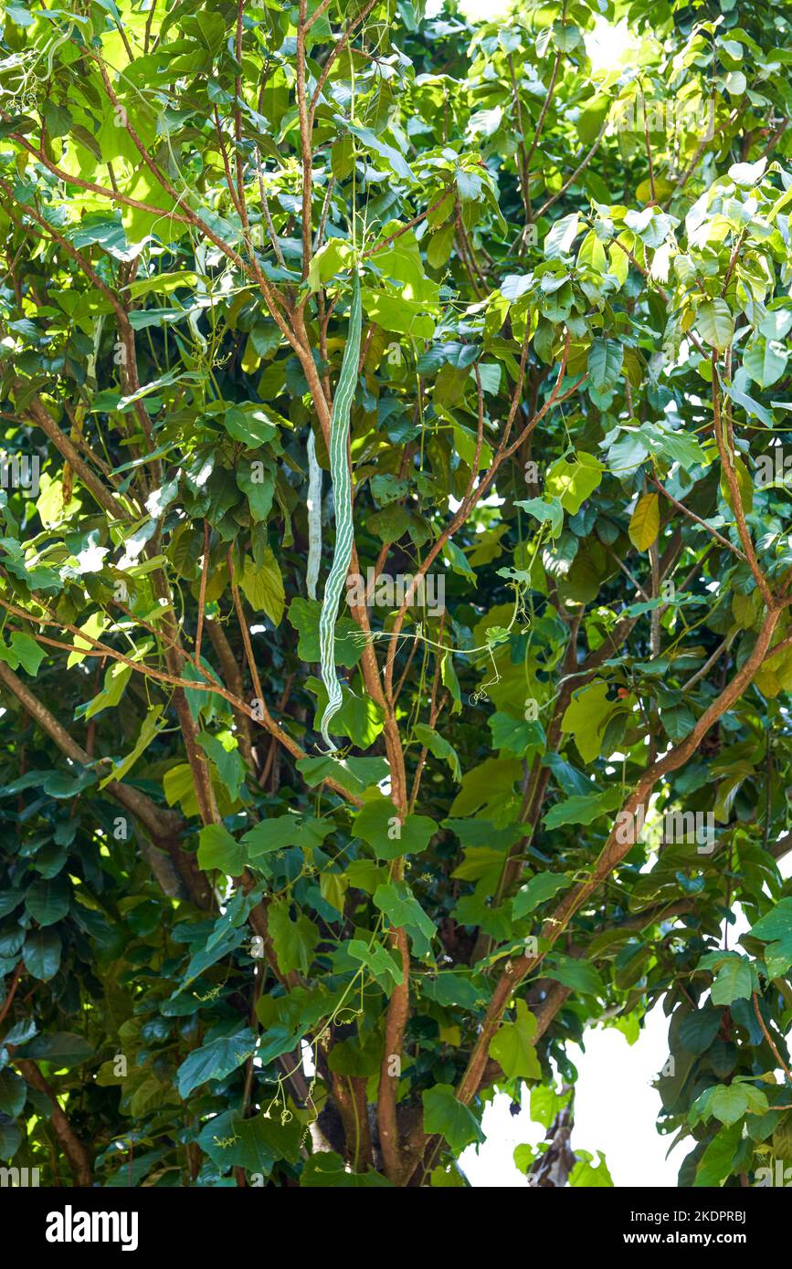 Snake gourd plants hi-res stock photography and images - Alamy