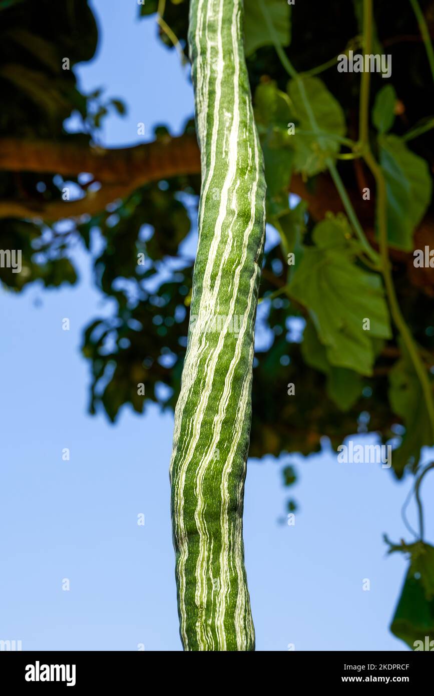 Snake gourd plants hi-res stock photography and images - Alamy