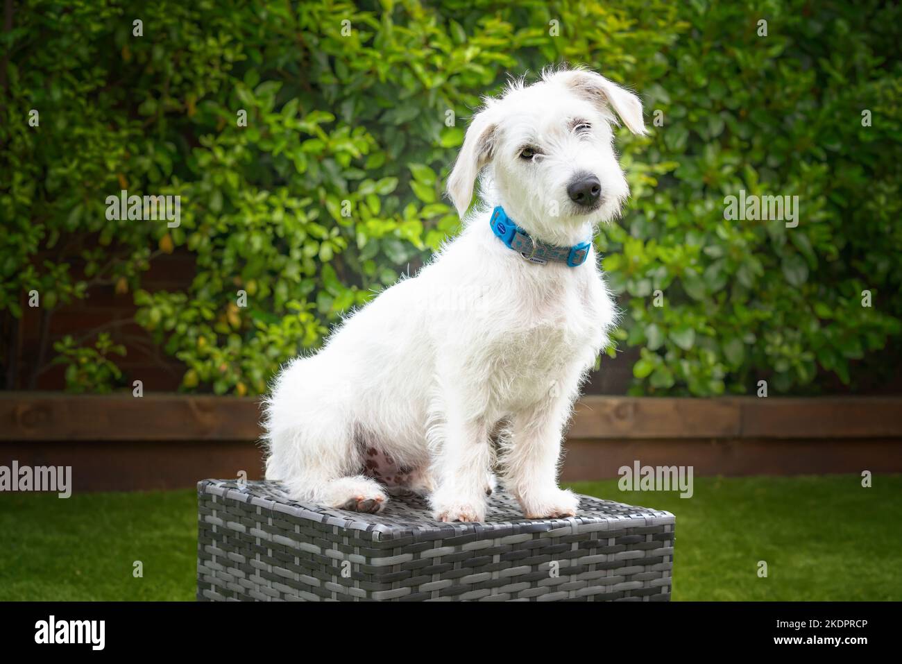 Six month old White Jackapoo puppy - a cross between a Jack Russell and ...