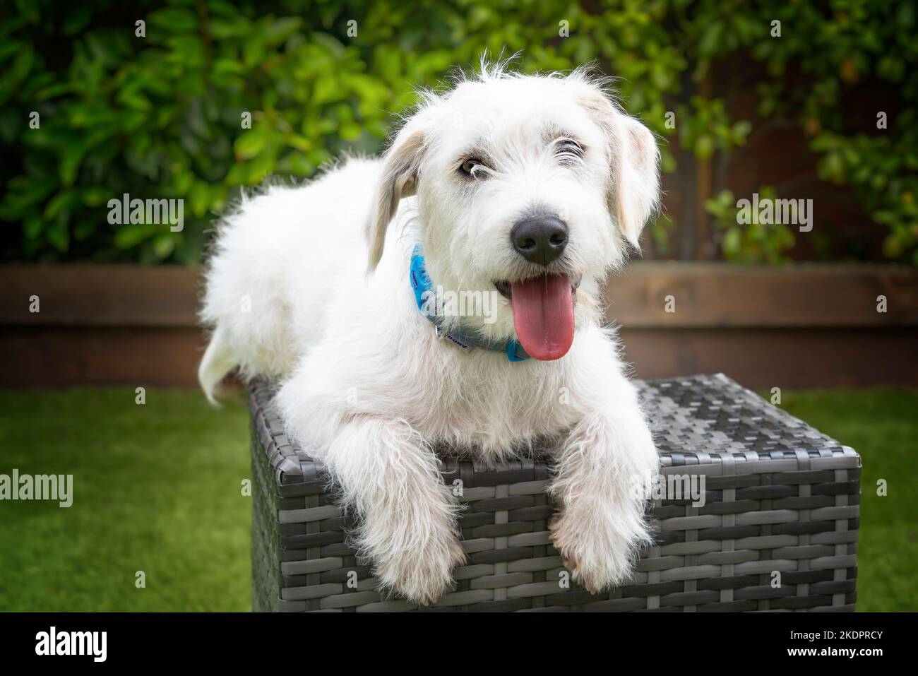 Six month old White Jackapoo puppy - a cross between a Jack Russell and ...