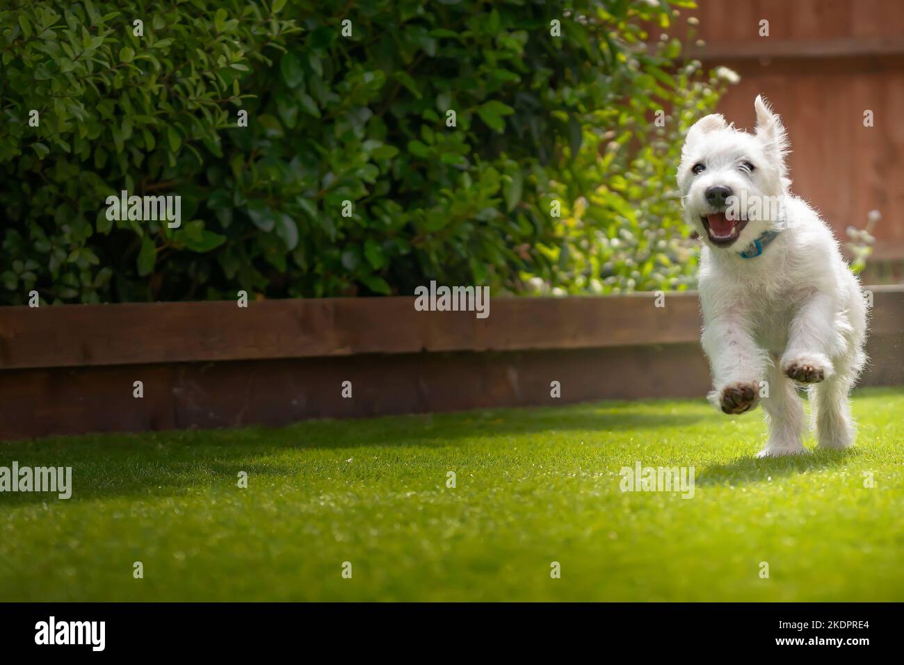Jackapoo hi-res stock photography and images - Alamy