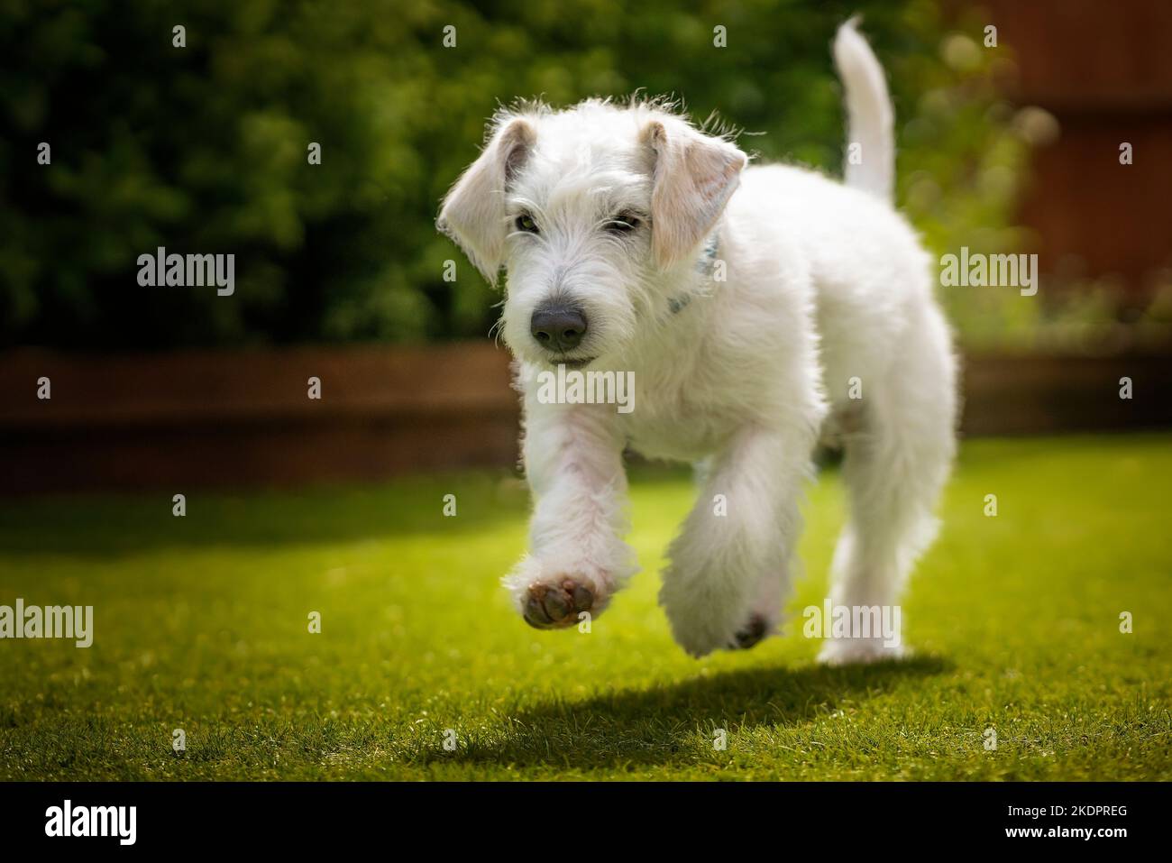 Jackapoo hi-res stock photography and images - Alamy