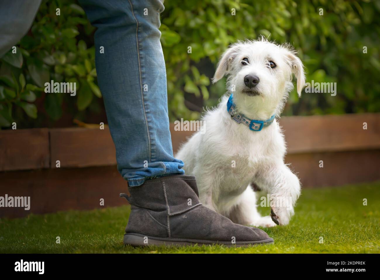 Six month old White Jackapoo puppy - a cross between a Jack Russell and ...