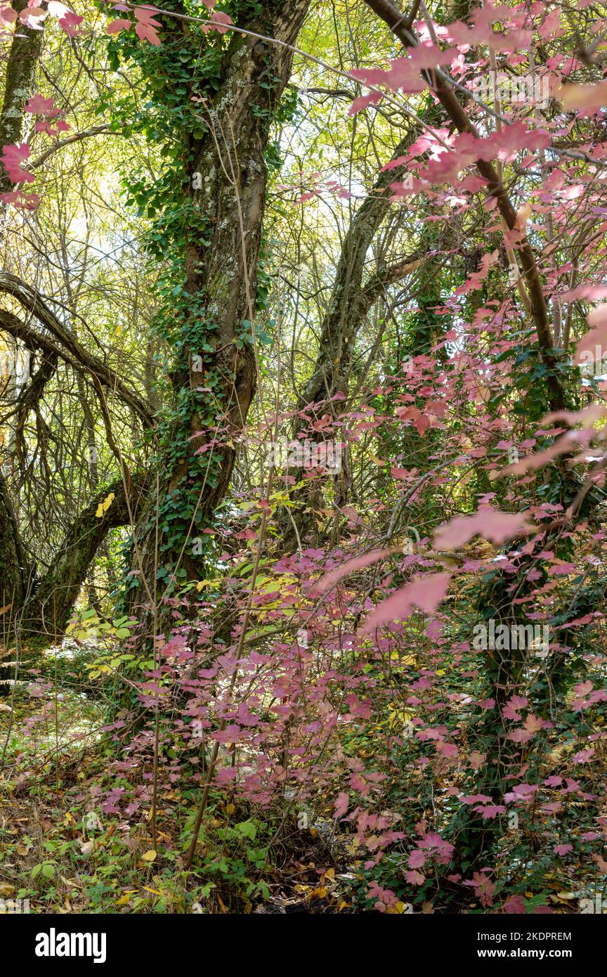 Diversity of autumn colors with trees with pink and green leaves Stock ...