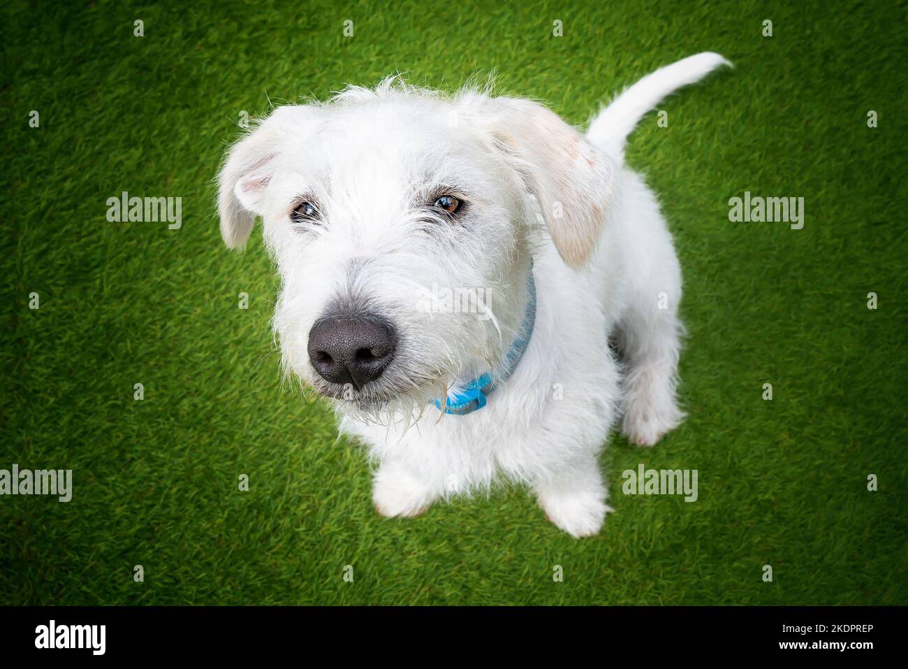 Six month old White Jackapoo puppy - a cross between a Jack Russell and ...