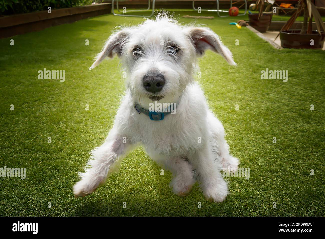 Jackapoo hi-res stock photography and images - Alamy