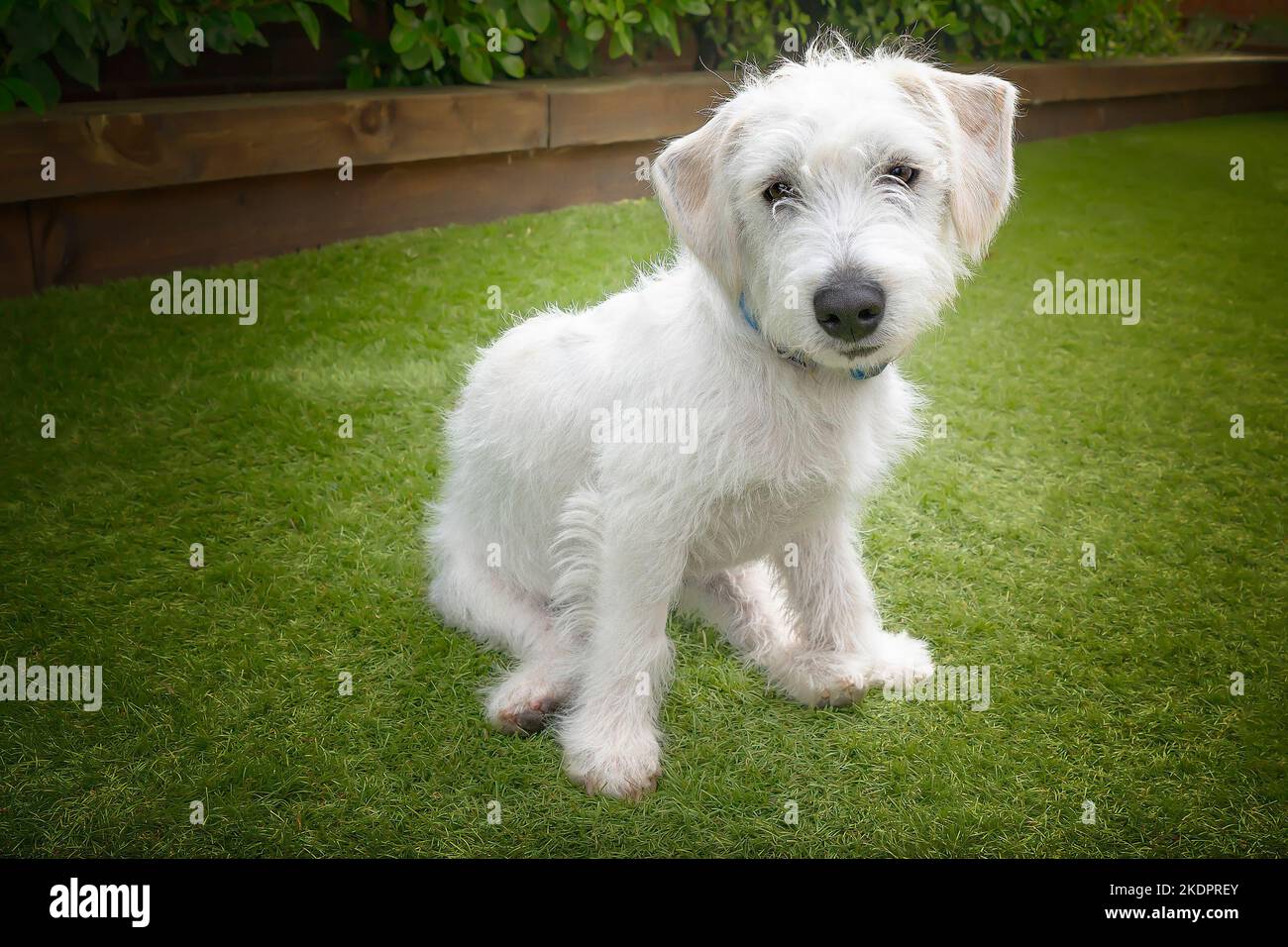 Six month old White Jackapoo puppy dog - a cross between a Jack Russell ...