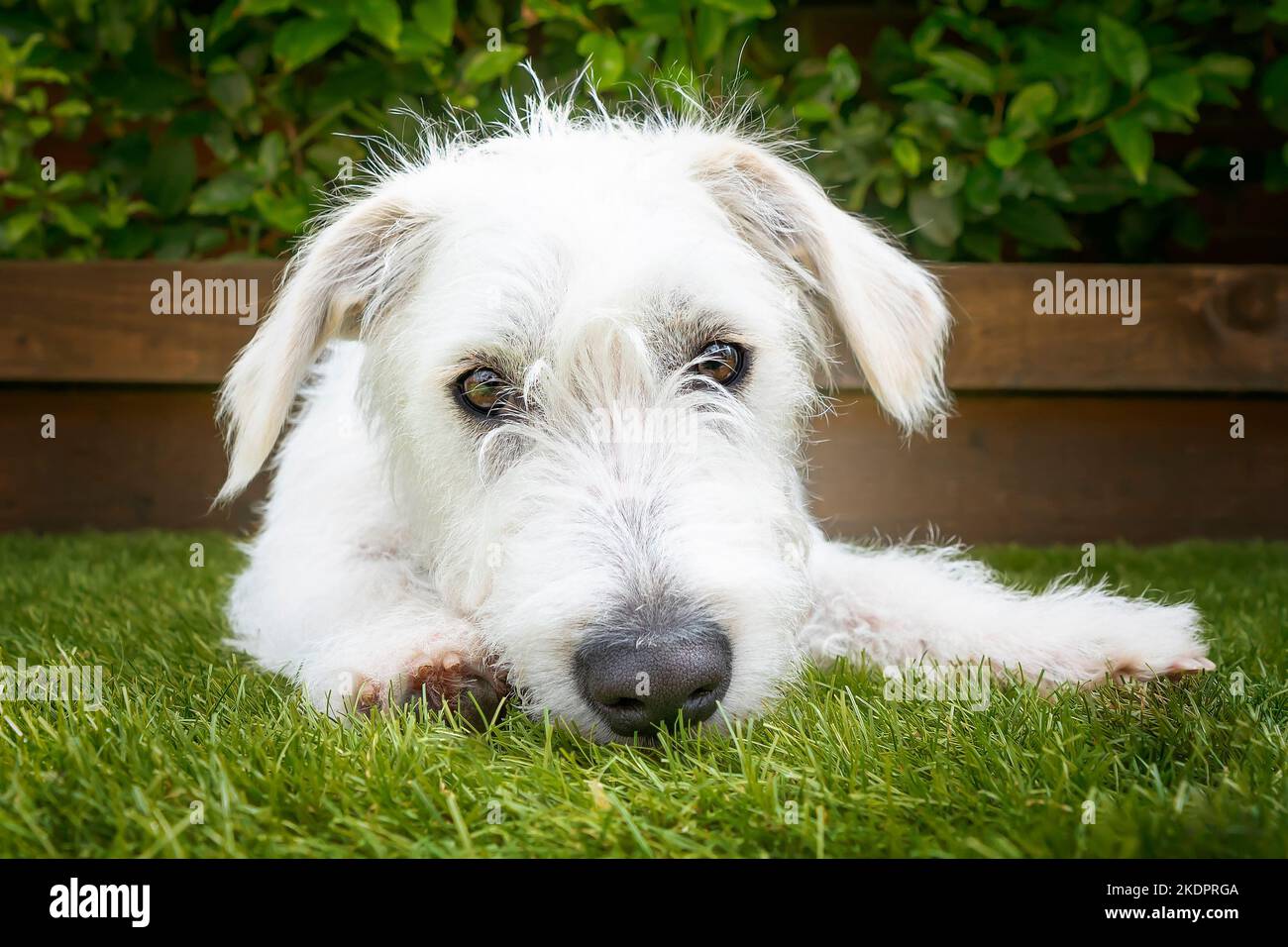 Jackapoo hi-res stock photography and images - Alamy