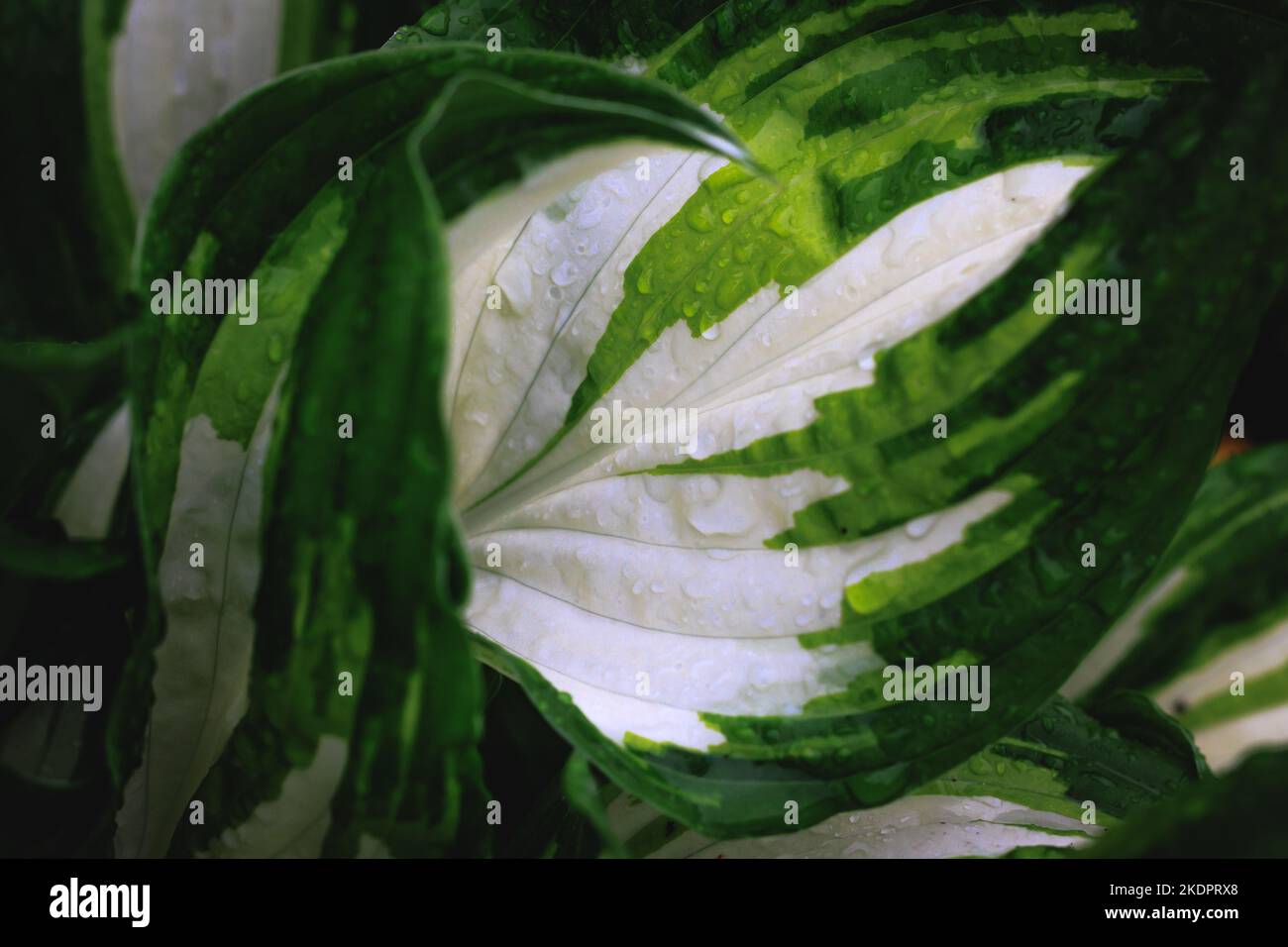 Hosta hosta undulata hi-res stock photography and images - Alamy
