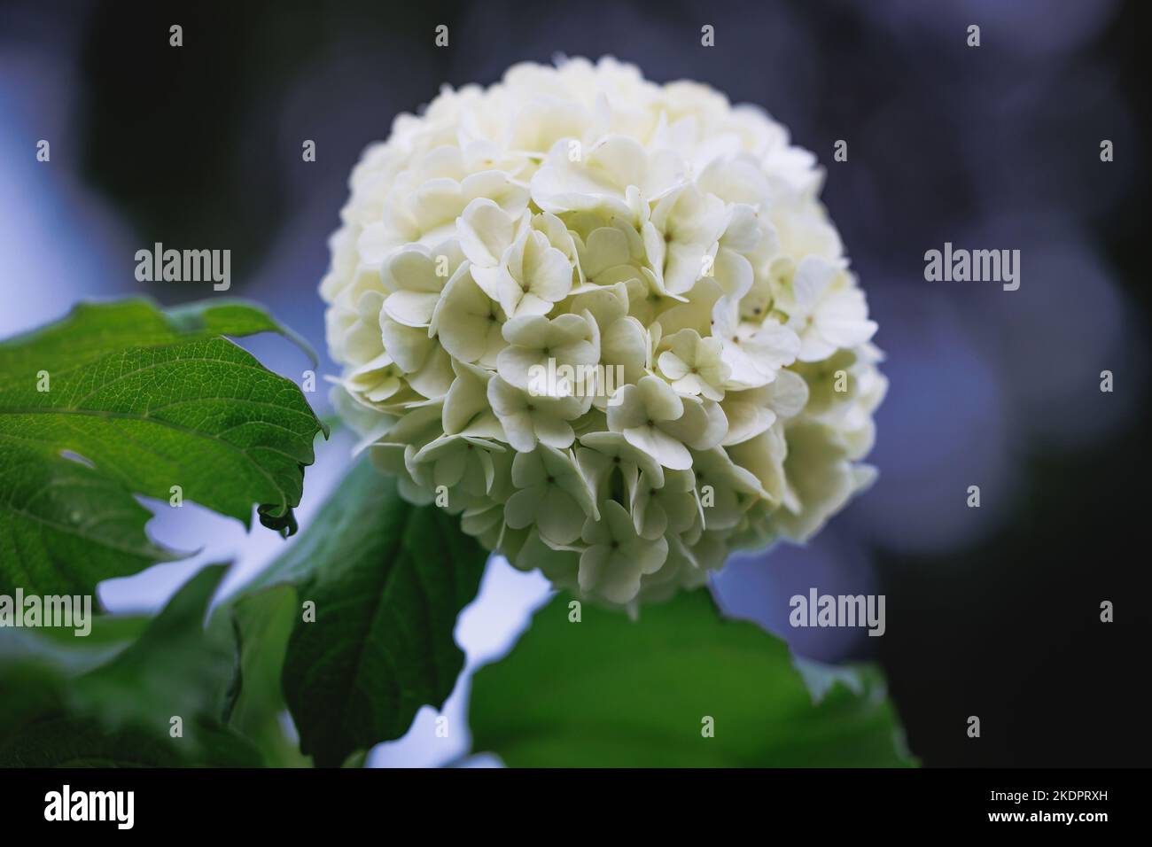 Rounded white flowers of Viburnum plant in the garden Stock Photo - Alamy