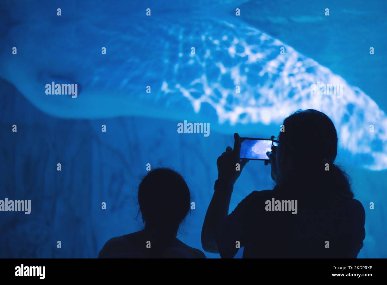 Photo of blue whale hi-res stock photography and images - Alamy