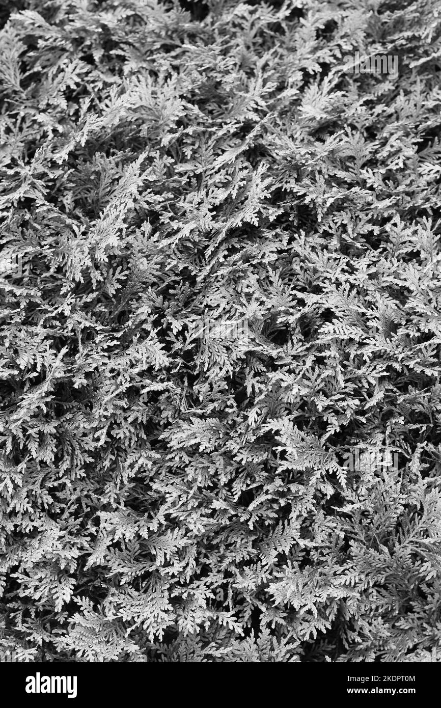 Conifer texture Black and White Stock Photos & Images - Alamy