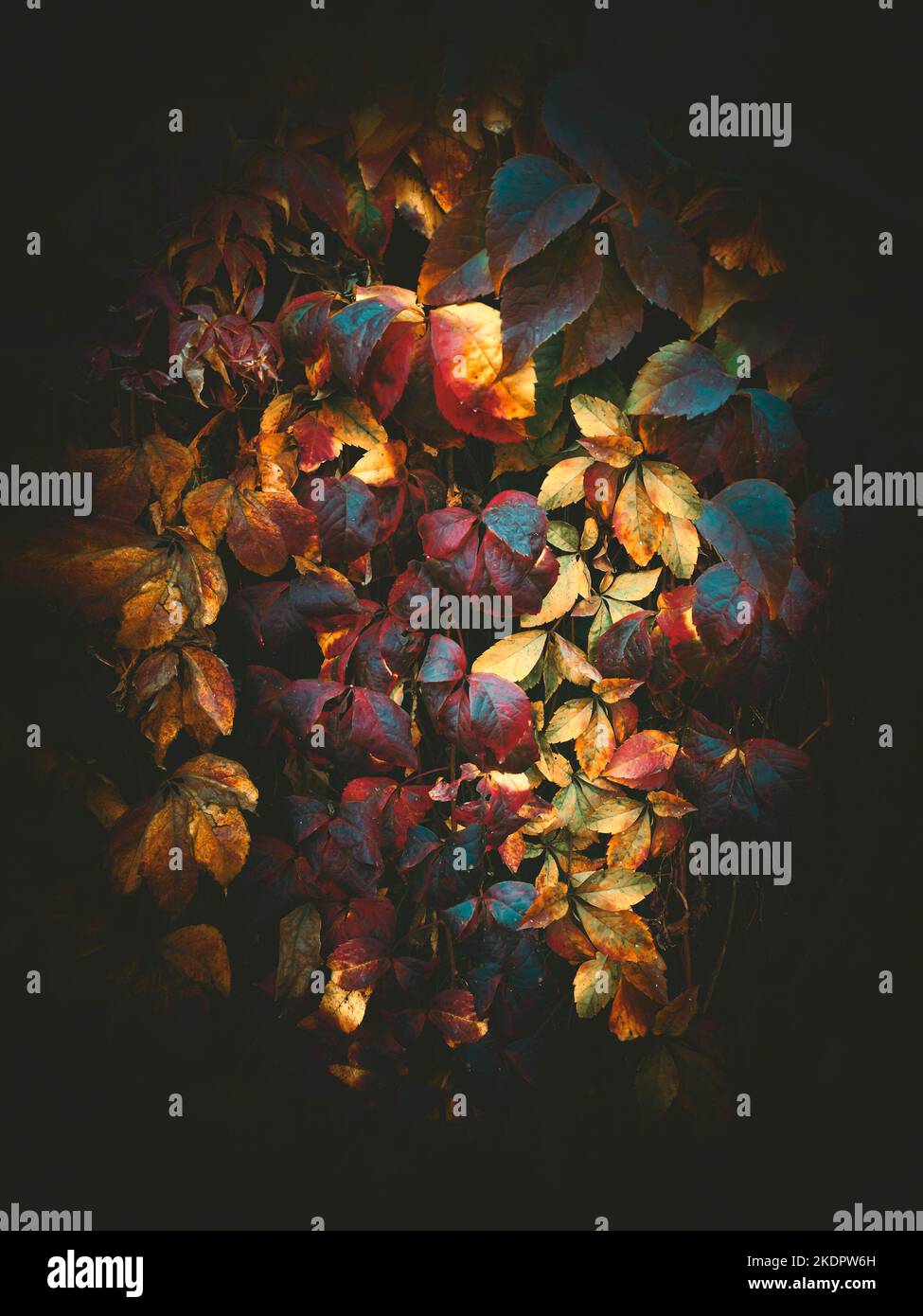 September leaves hi-res stock photography and images - Alamy