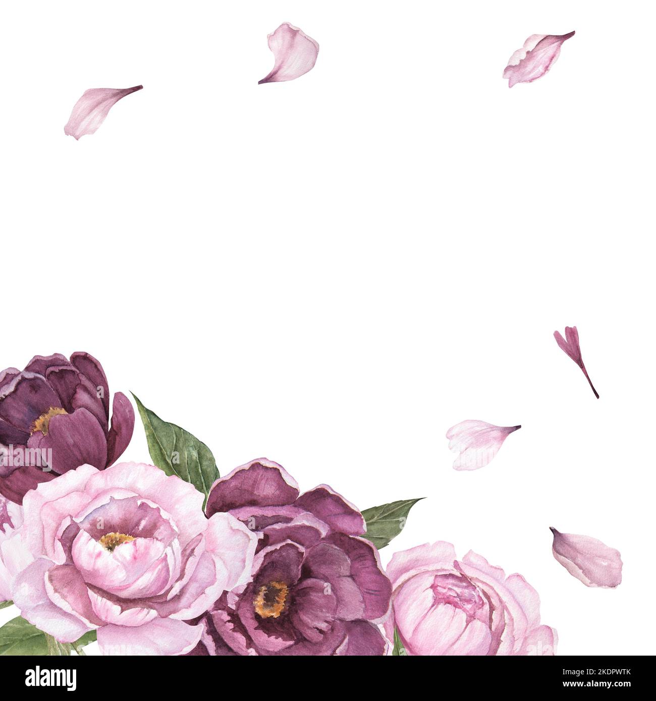 Flower watercolor illustration of peonies and petals isolated, bouquet ...