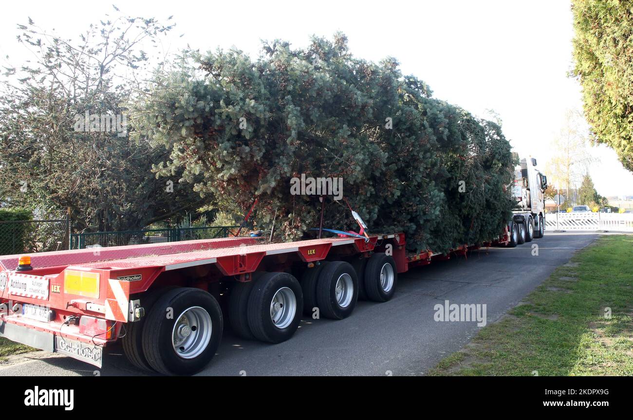 Berlin, Germany. 08th Nov, 2022. A fir tree lies on a flatbed truck in ...
