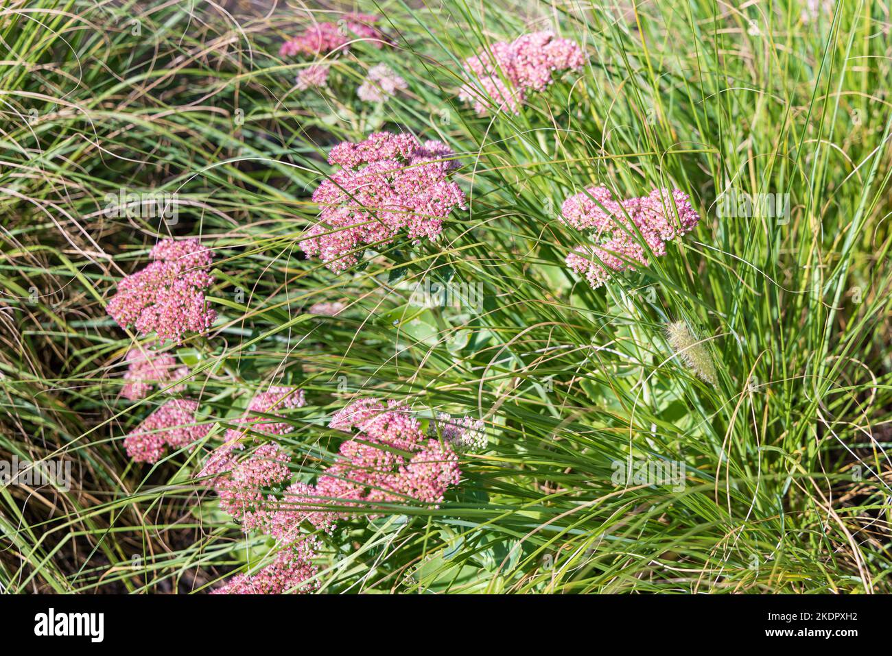 Sedum flowers with ornamental grass in garden Stock Photo - Alamy
