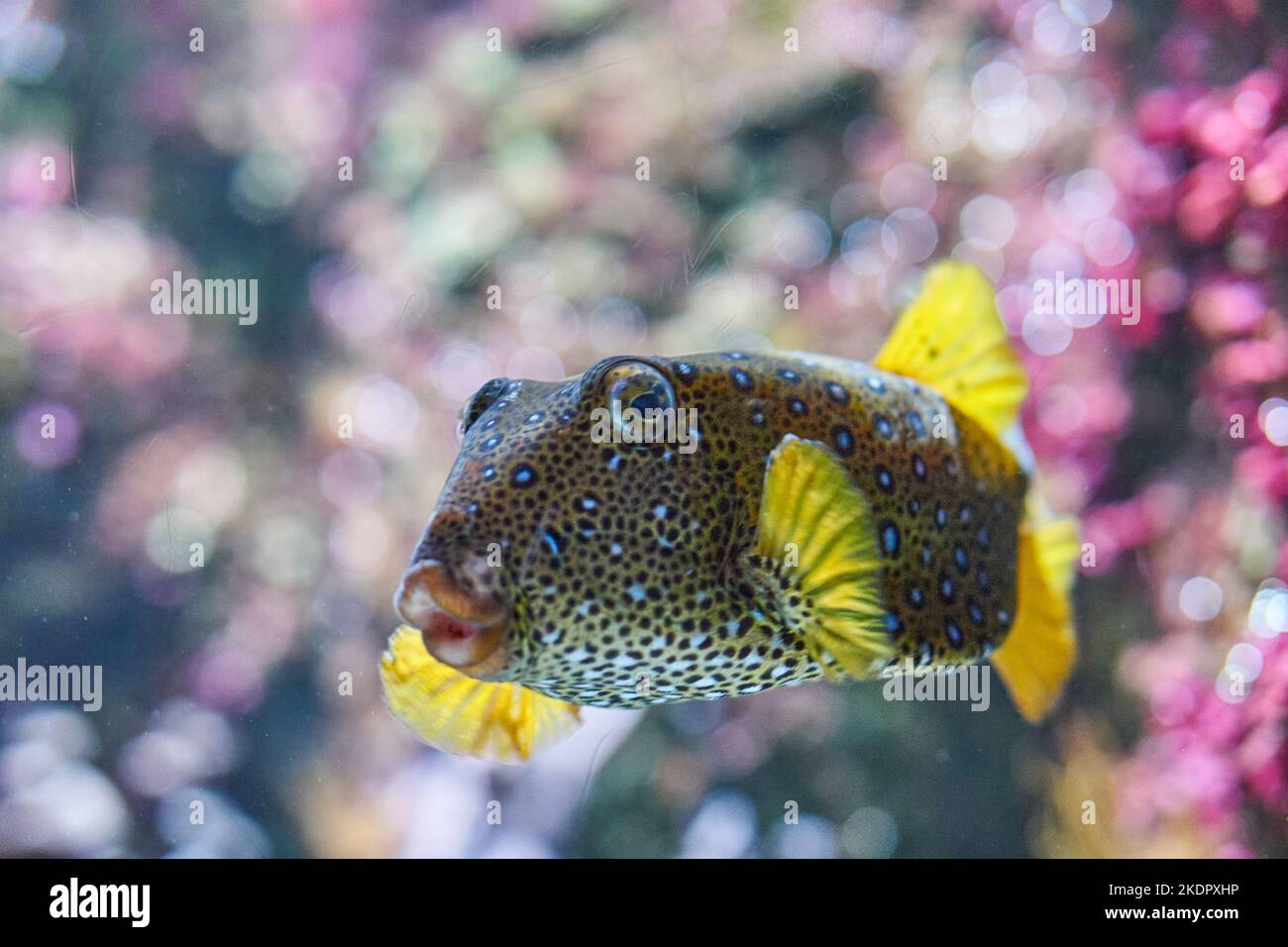 Fish in fishbowl Stock Photo - Alamy