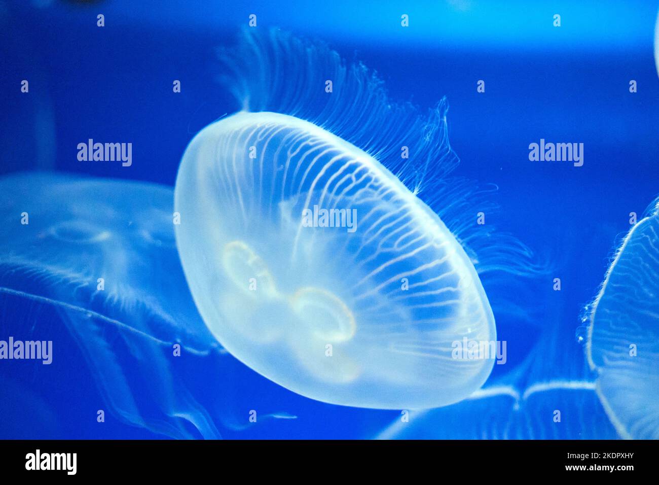 Jellyfish moving with others in the depth of the sea Stock Photo - Alamy