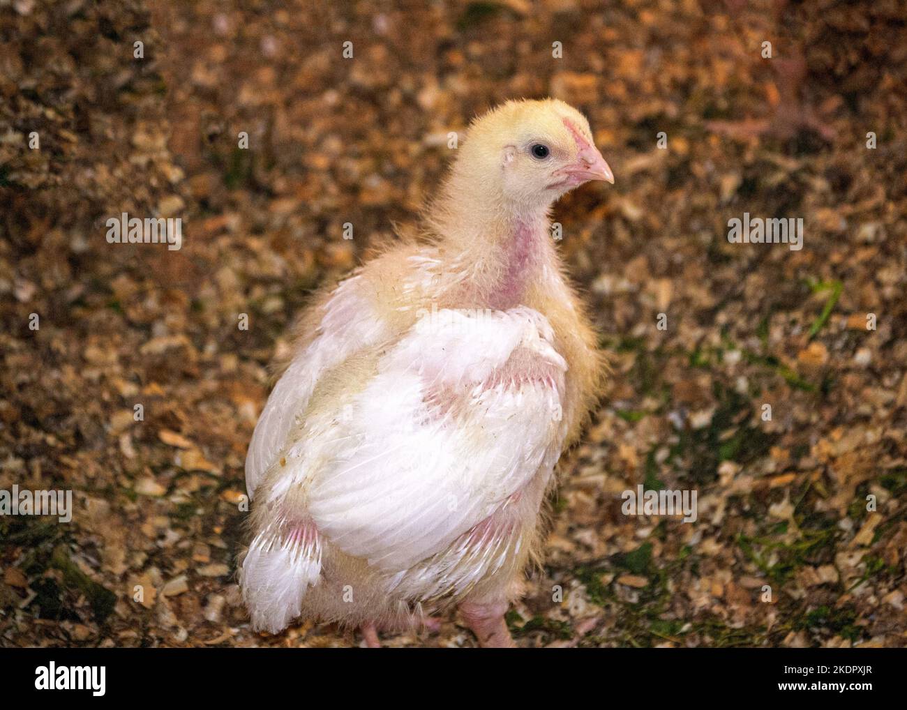 Broiler chick in a barn in a village in summer Stock Photo - Alamy