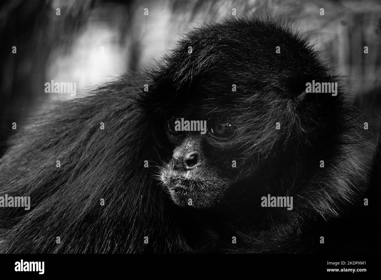 Monkey Black and White Stock Photos & Images - Alamy