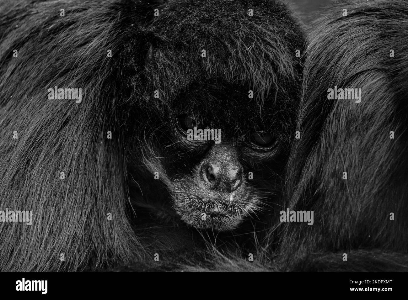 Monkey Black and White Stock Photos & Images - Alamy